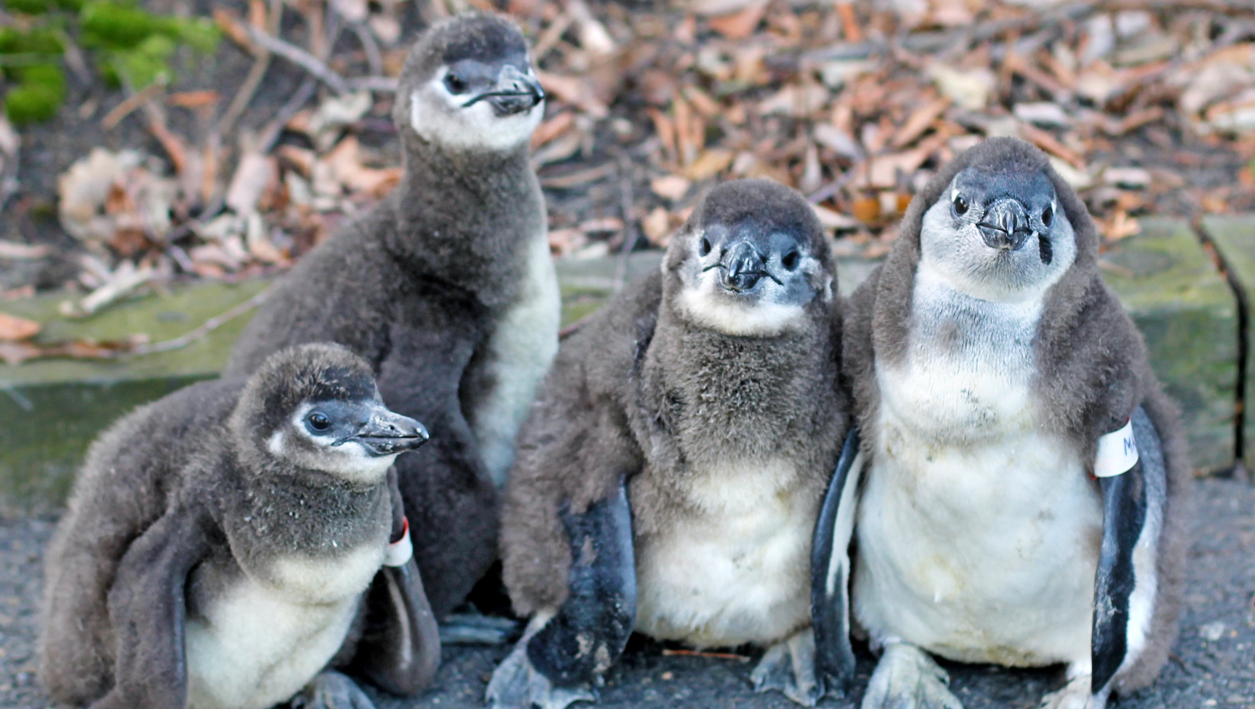 Fundraiser by Heather DiLuzio : Help me save endangered African penguin ...