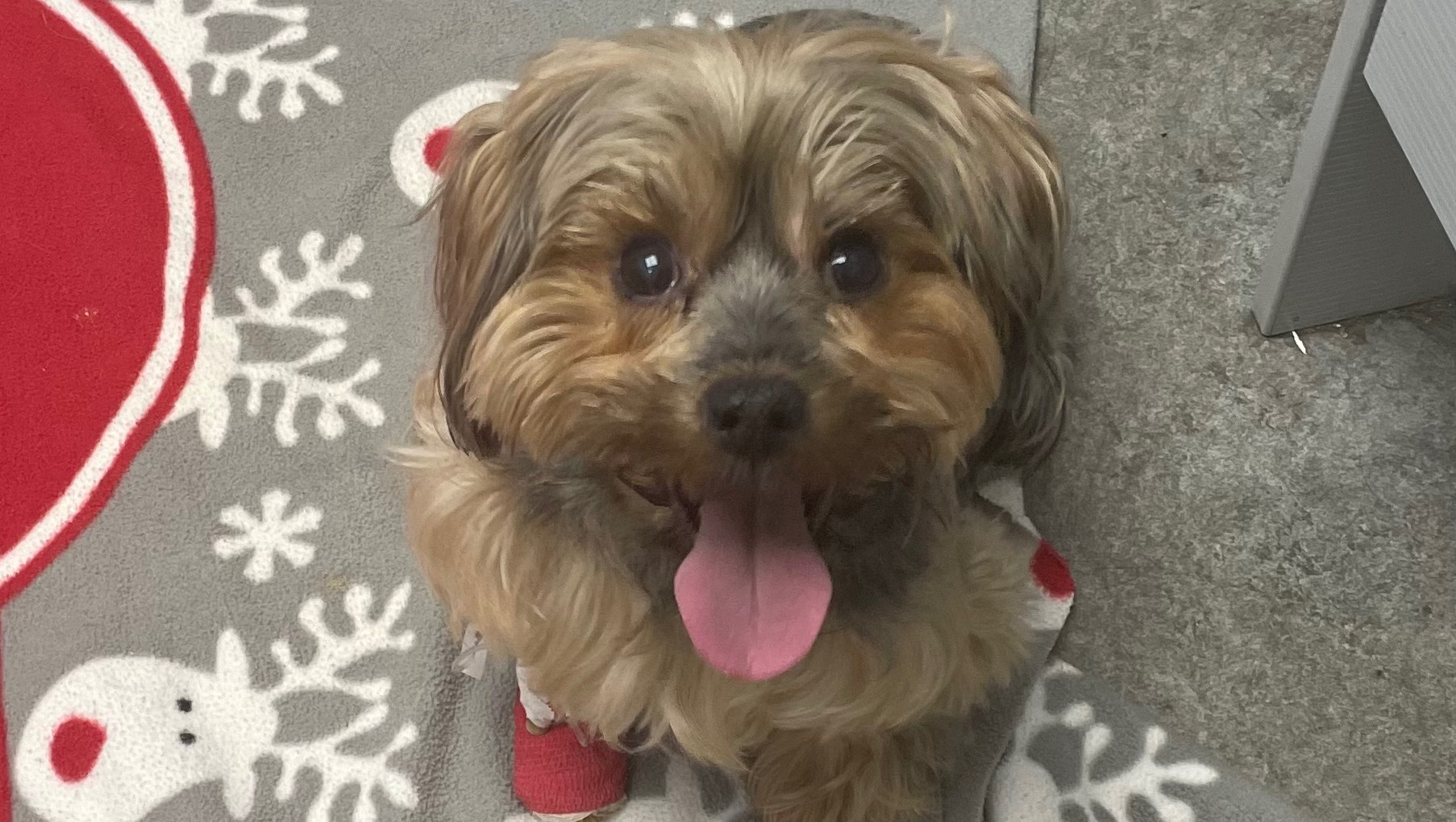 Fundraiser for Anita Wilson by Candela Samarin : Help Save Zeus!