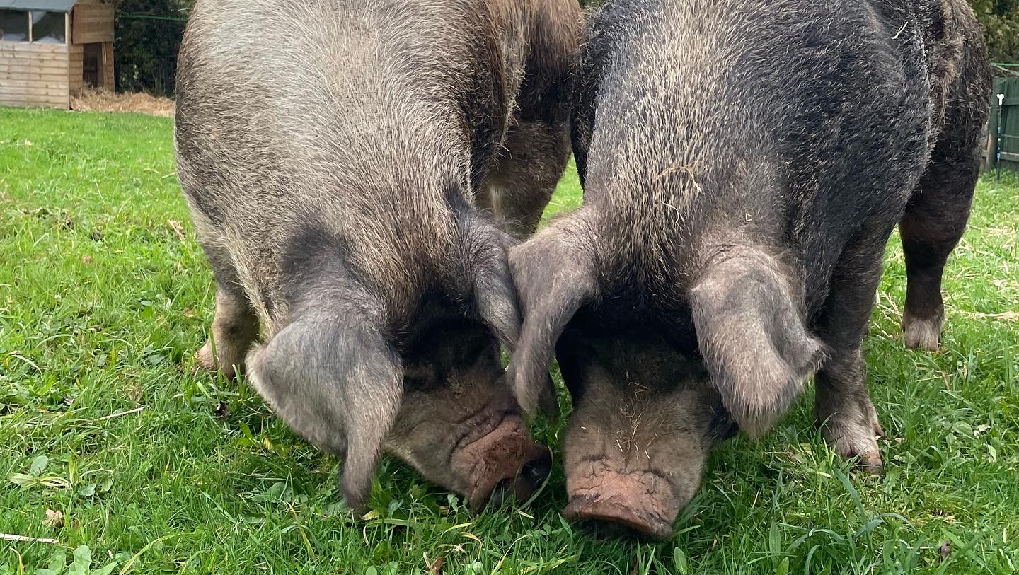 Fundraiser for Hakuna Matata Animal Trust by Hakuna Matata : Hakuna ...