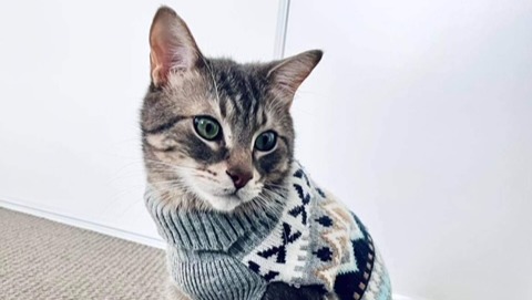 Fundraiser by Jackie Dean : For the Love of Leo......