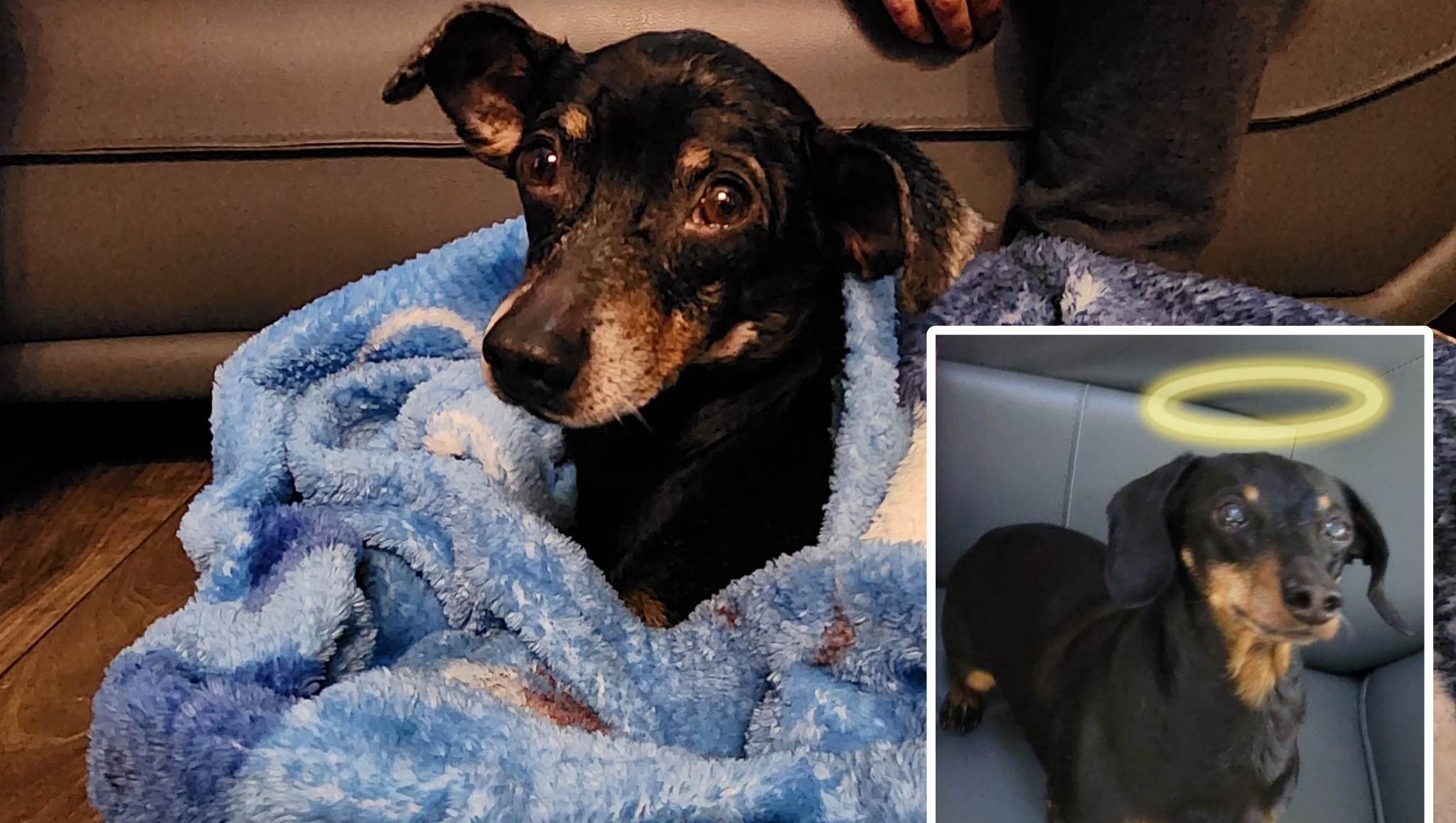 Fundraiser by Marina Munroe : Help Barry The Rescue Ween Get Well