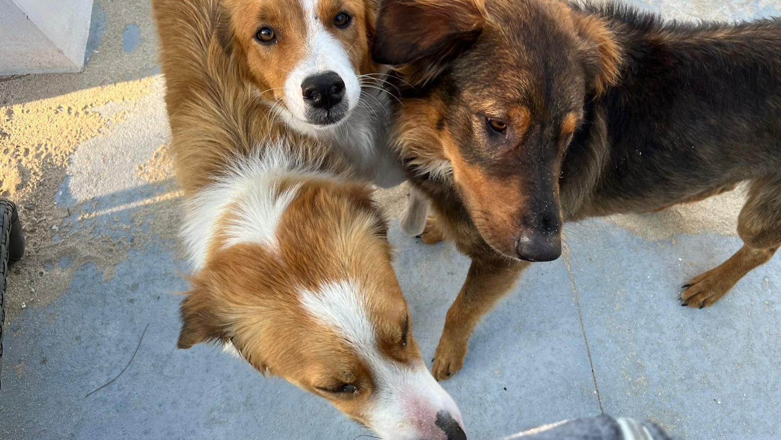 Fundraiser by Maria-Ausilia Evans : Help these Bahamian potcakes reach ...