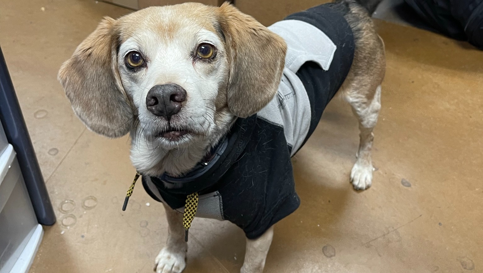 Fundraiser by Michele Bissonnette : Help Radar