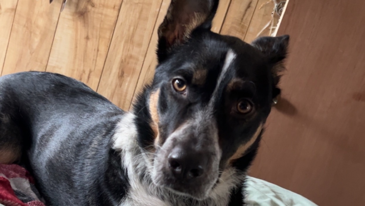 Fundraiser by Lexi Schuck : Save Bimbo