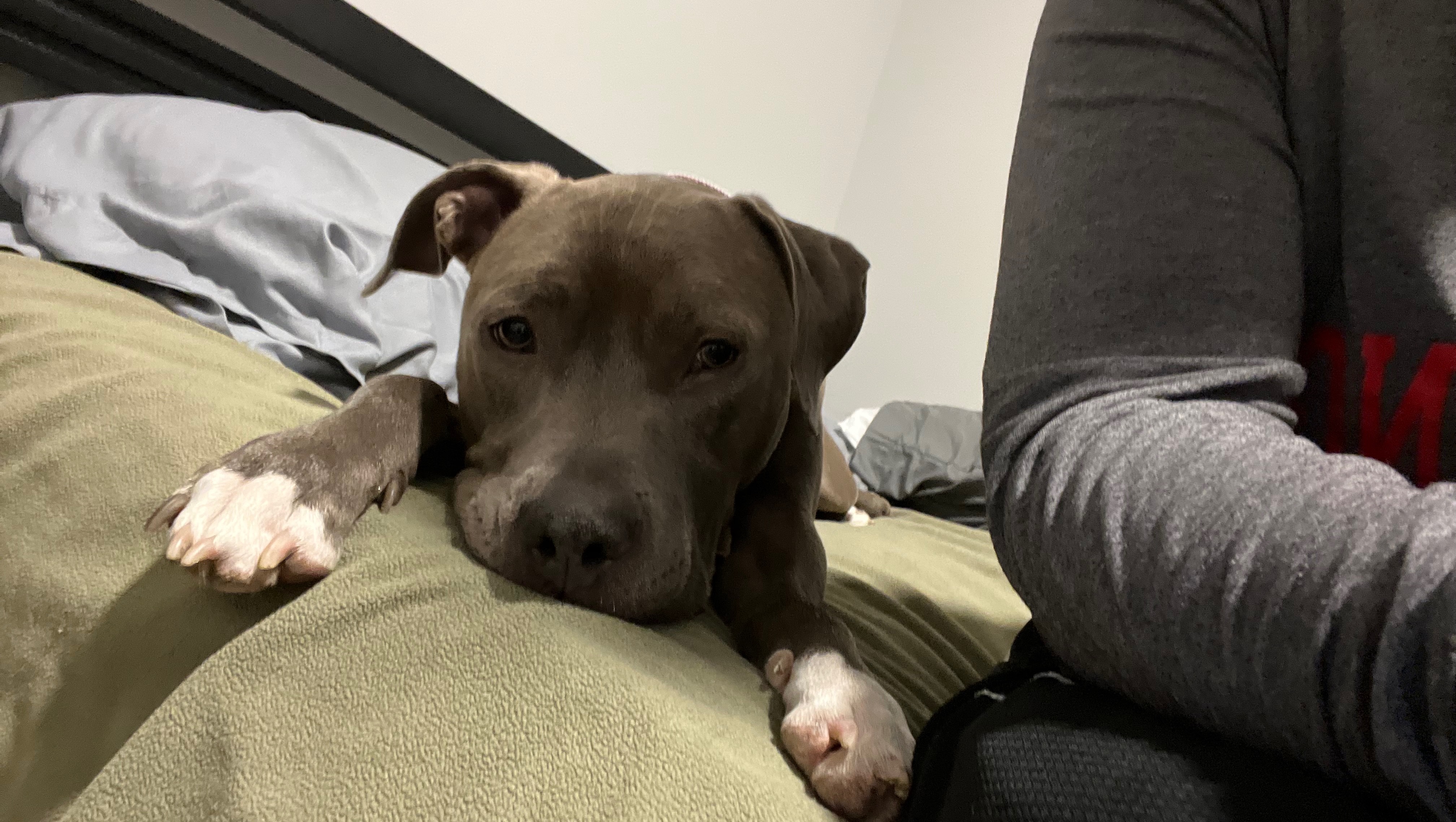 Fundraiser by Derek Duffett : Stella’s Vet Bills