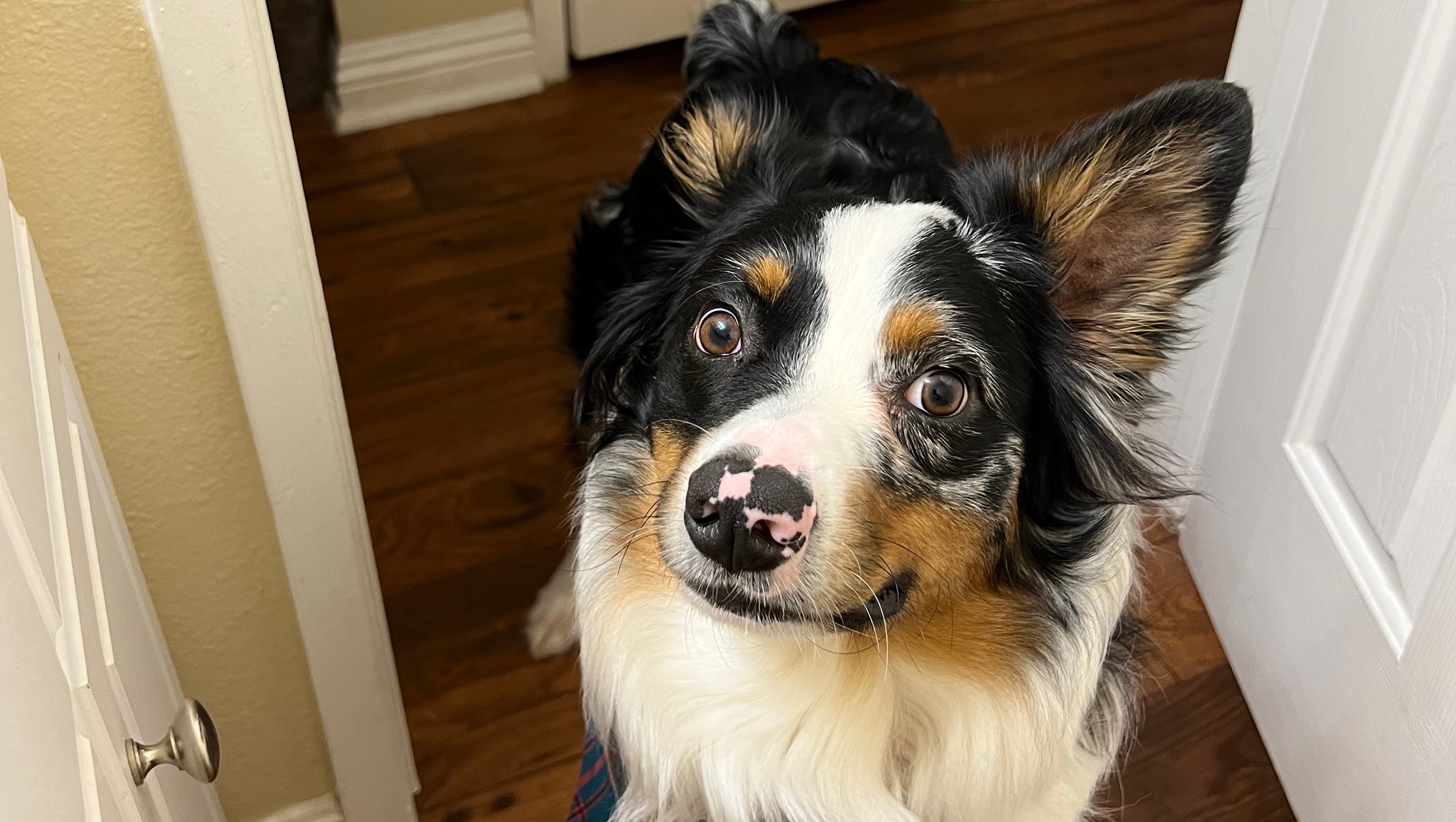 Fundraiser by Shelby Hadden : Milo Moo vet