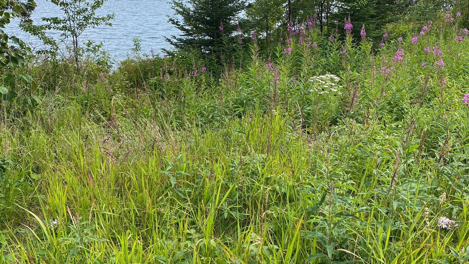 Fundraiser by Ifrah Jimale : A mother of 5 to build house for her children.