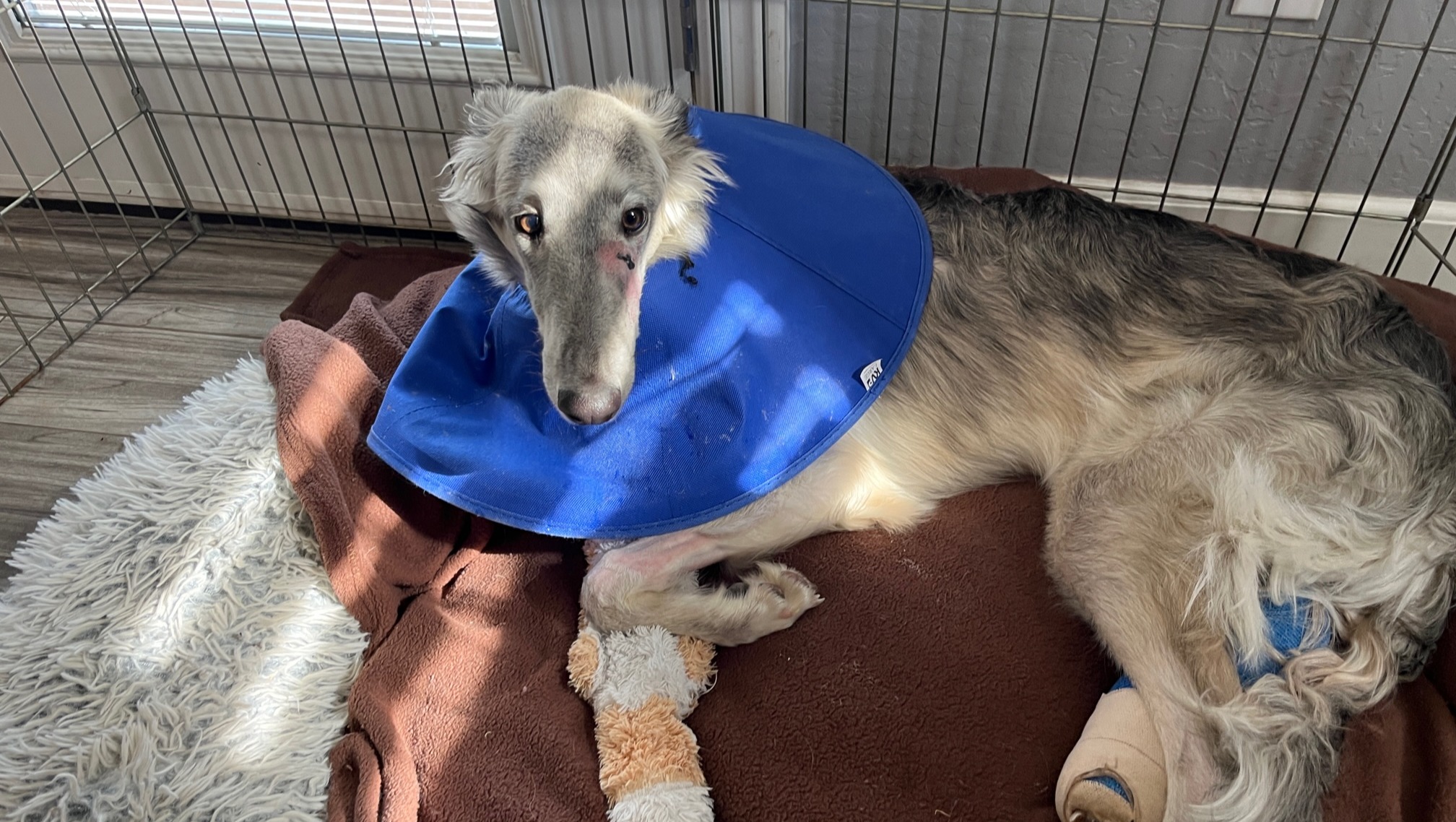 Fundraiser for Josh Brindley by Michelle Smith : Howard's Medical bills ...