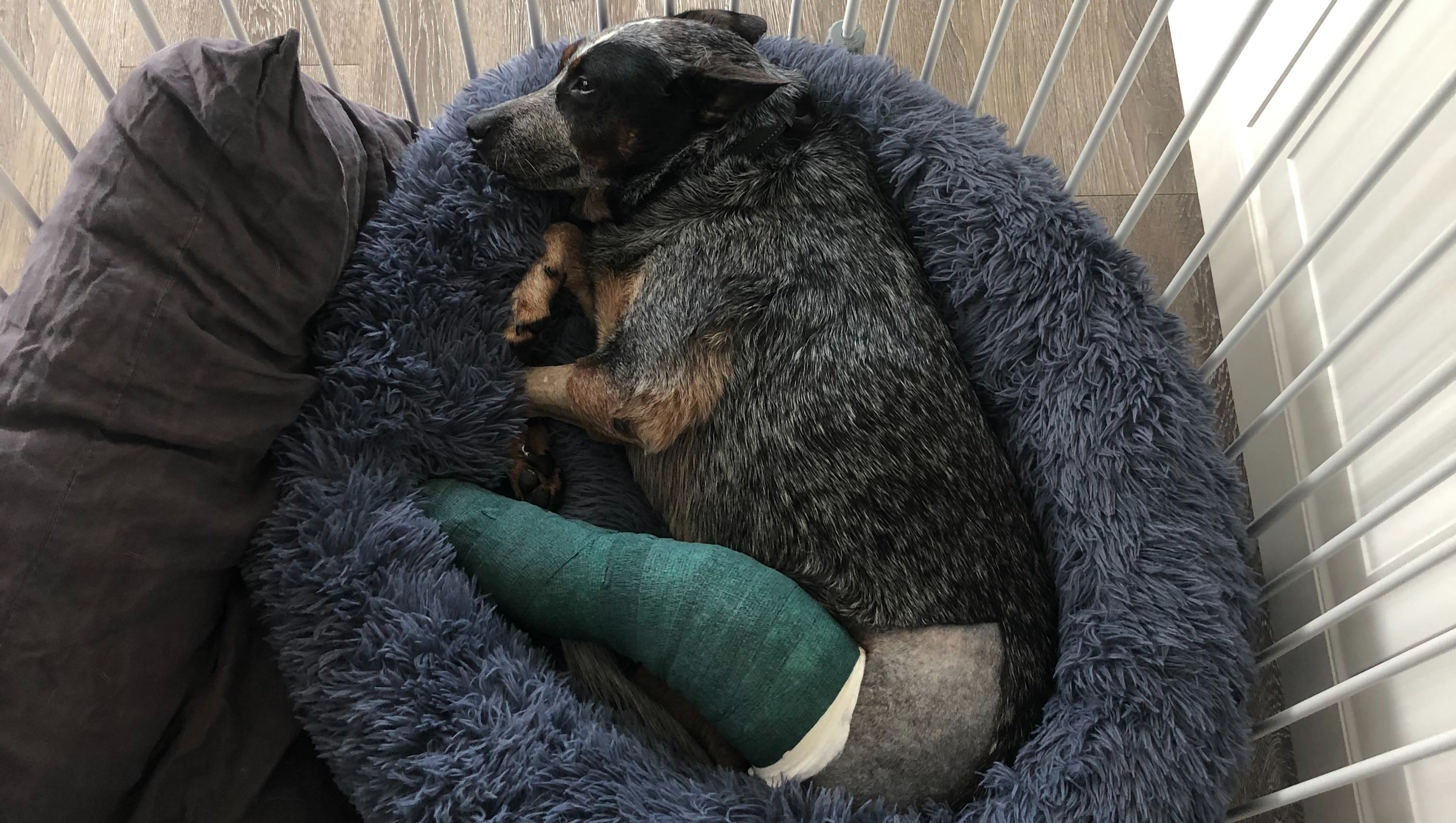 Fundraiser for James Woods by Maddie Neville : Help Bear get emergency ...