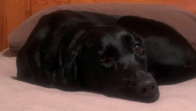 Fundraiser for Linda Robison by Moira Wilmont : Help Linda Robison and ...