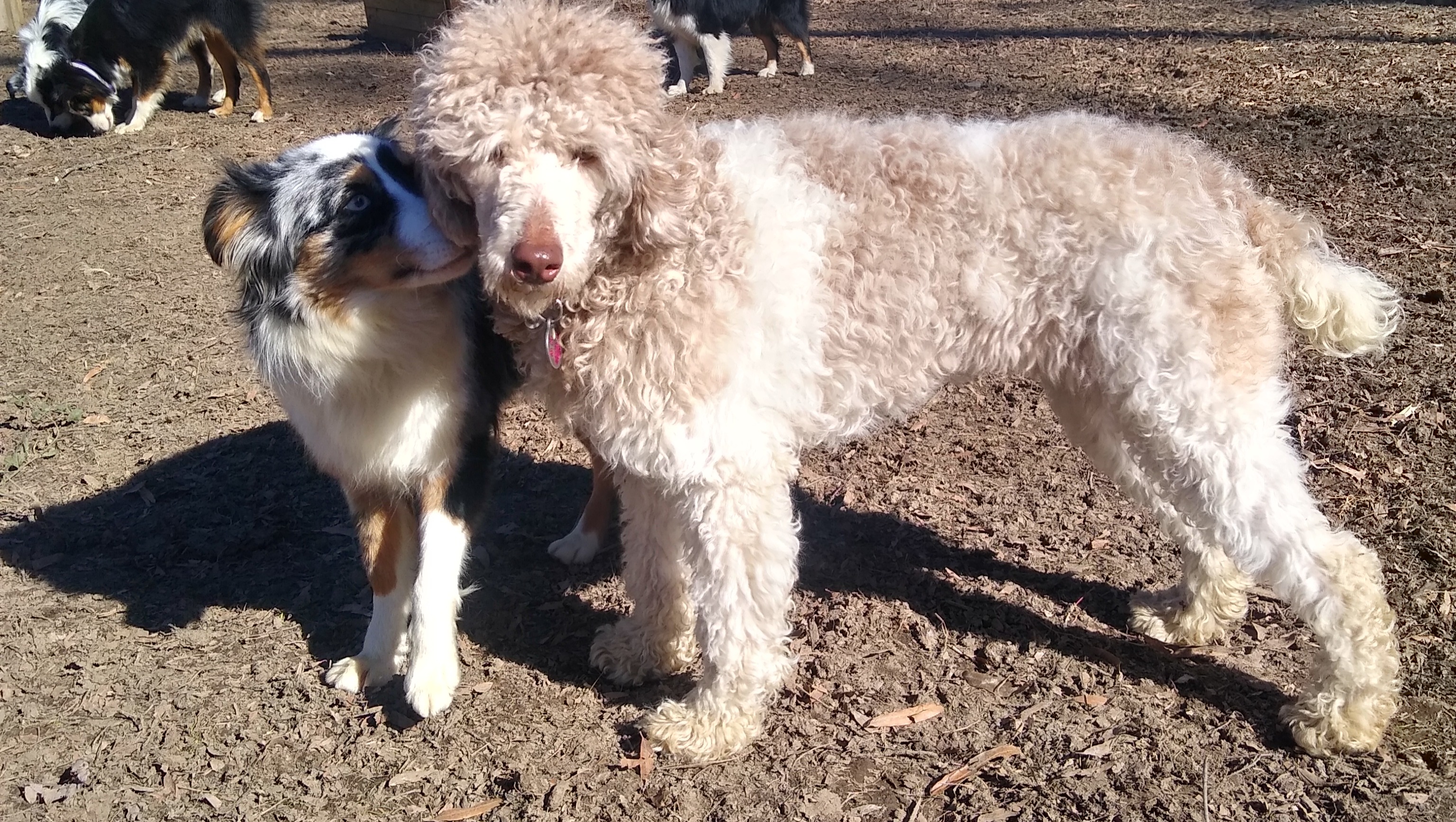 Fundraiser by Elisabeth Yates : Diana's Broken Leg Emergency expenses