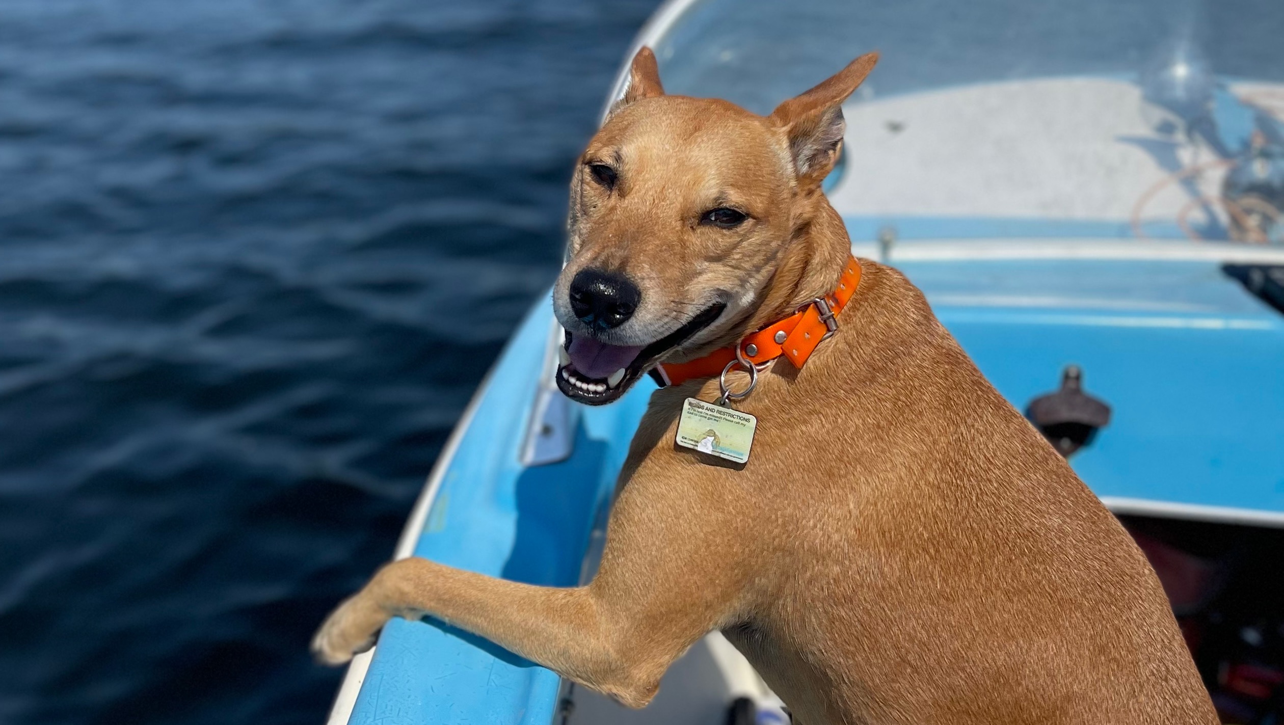 Fundraiser by Andrew Hey : Help for Riley’s rising medical costs