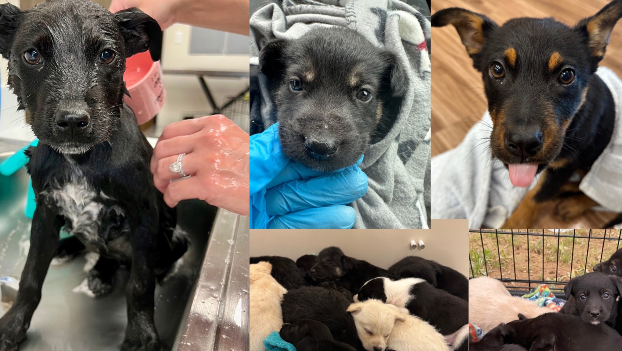 Fundraiser by Hunter Finn : A second chance for these precious puppies!