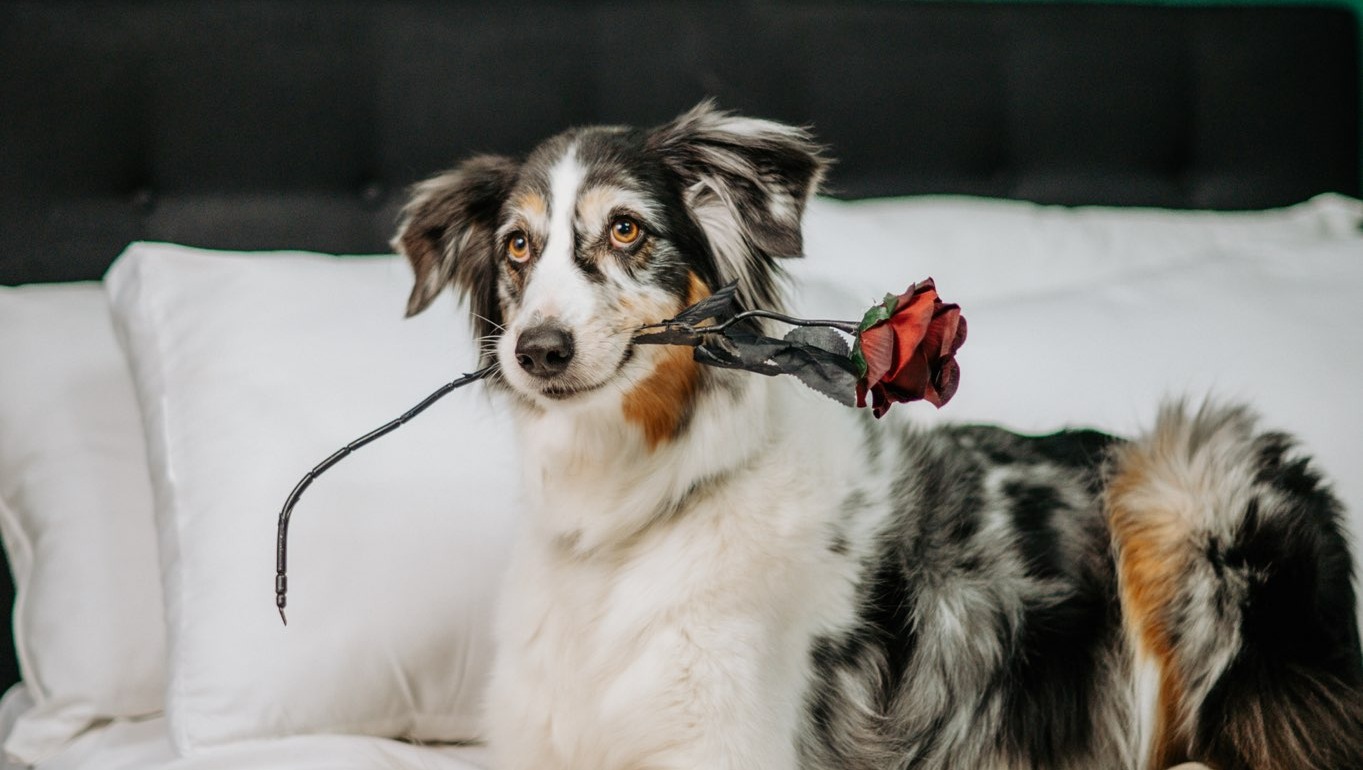 Fundraiser for Sophie Gragg by Shawa Wagner : Service and therapy dog ...