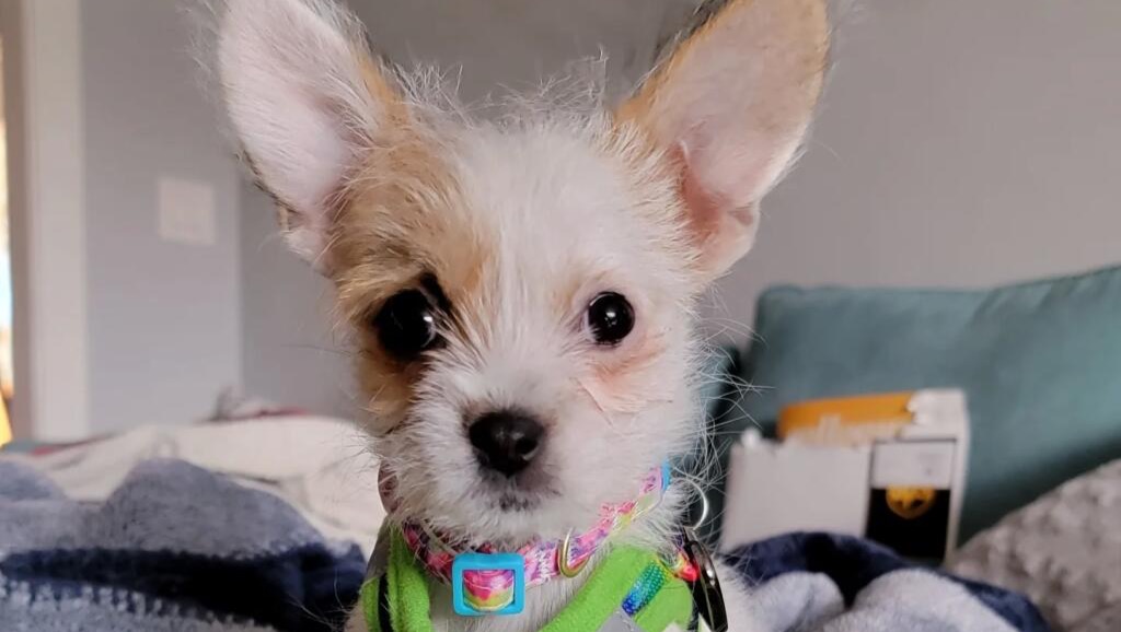 Fundraiser by Jacintha Sayed : Life-saving surgery for tiny Chely