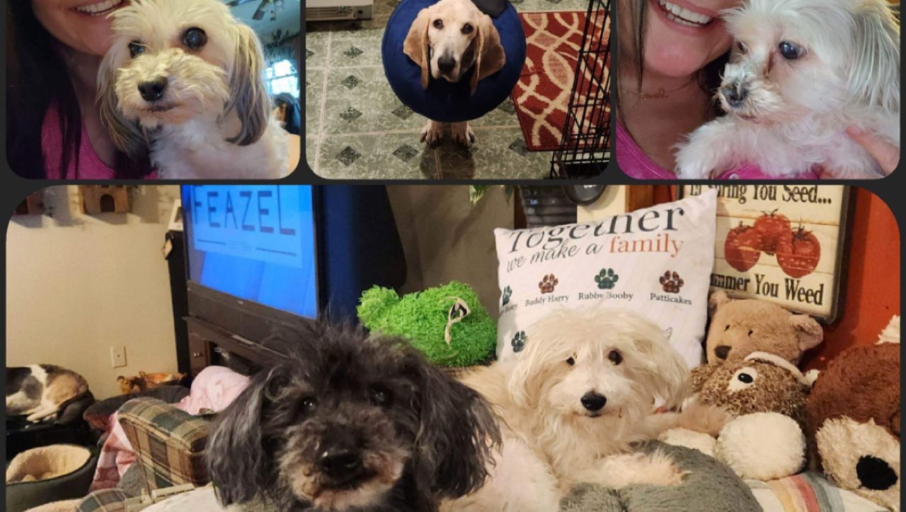 Fundraiser by Greg Rohan : Barbara Workman-Larry, Buddy, Ruby, Pennie ...