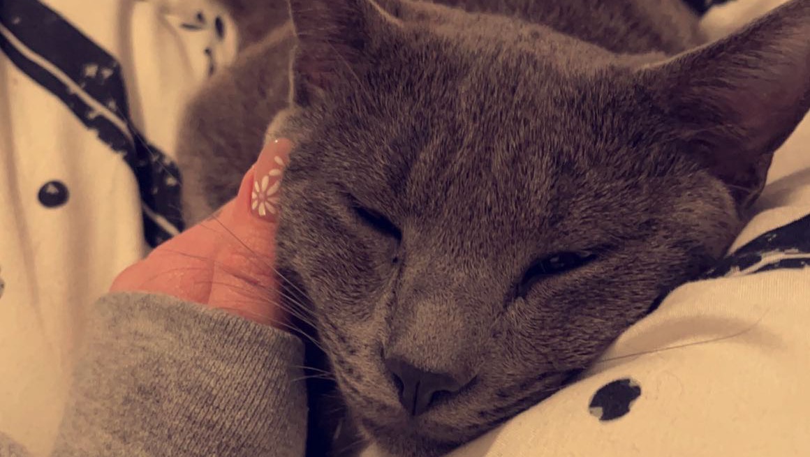 Fundraiser by Heather Koehler : Smokey’s Medical Bills