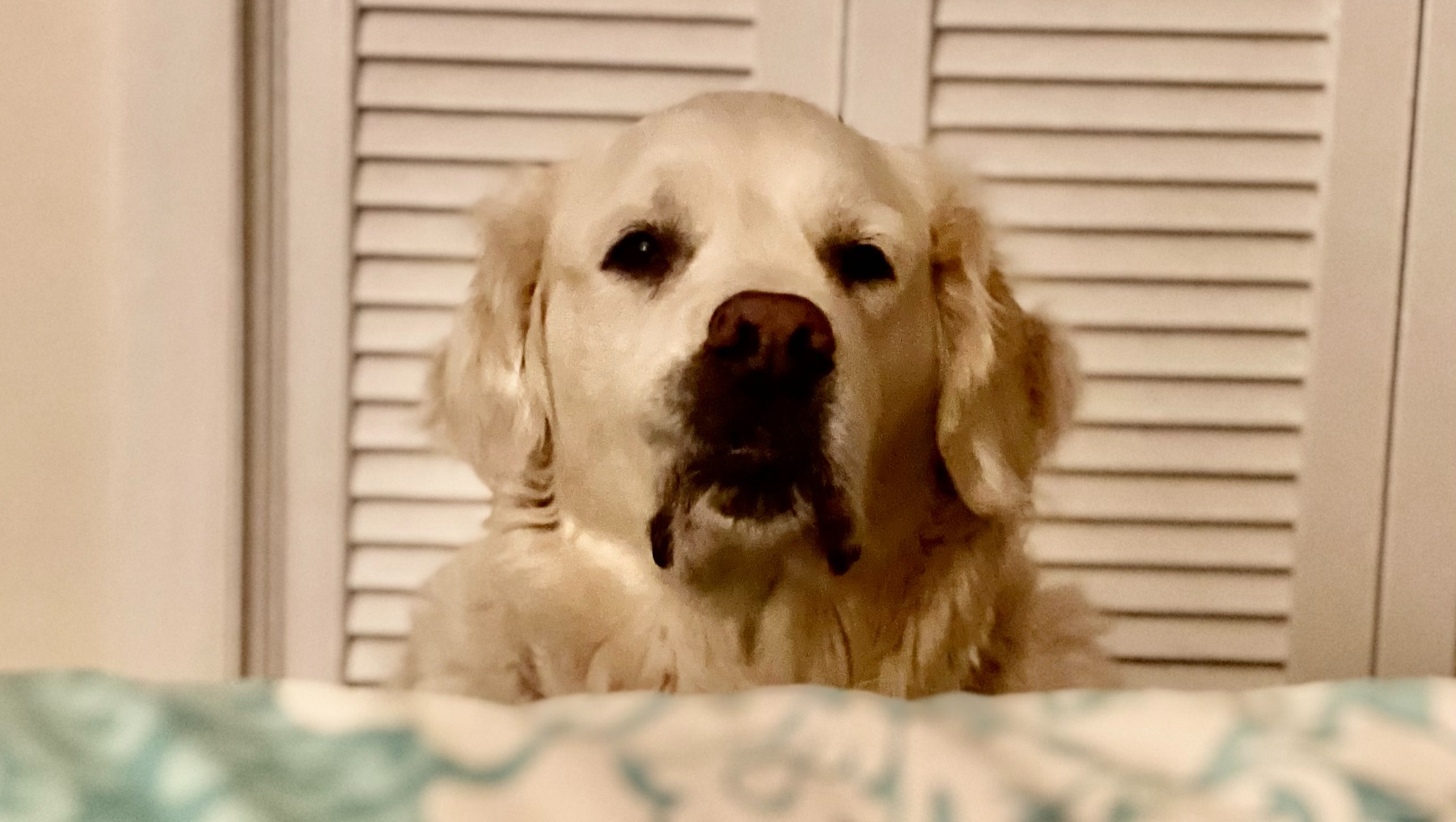 Fundraiser for Andrew Morrell by LeeAnn Morrell : Please Help Save Early