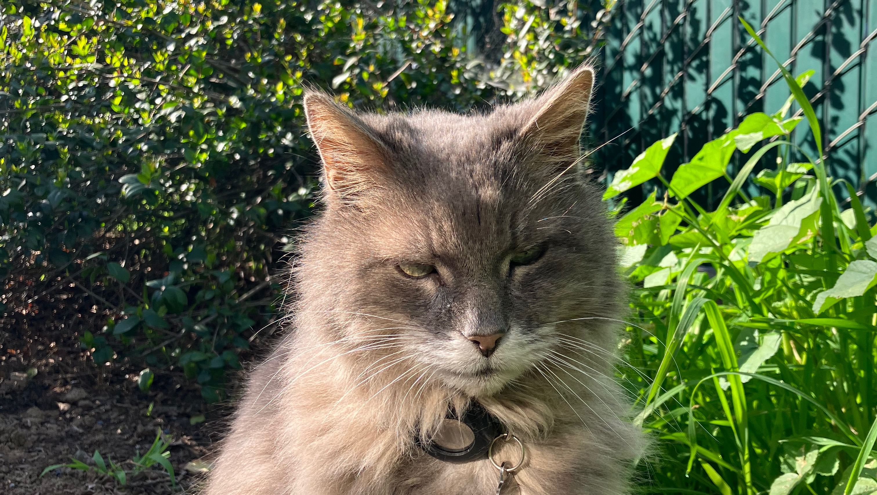 Fundraiser by Javier Chavez : Romeo the cat