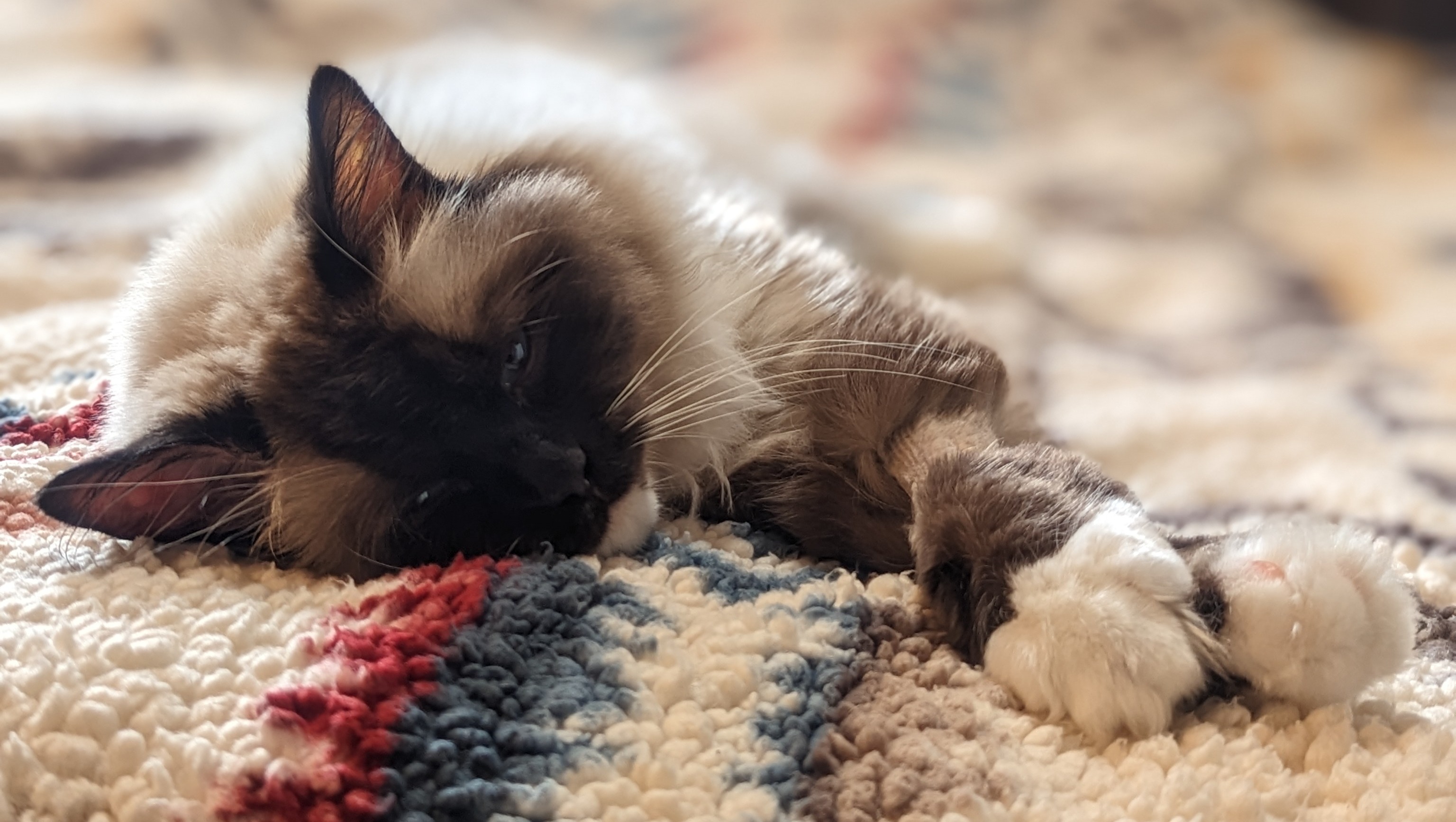 Fundraiser by Michelle Shoultz : Whiskey Kitty's emergency hospital stays
