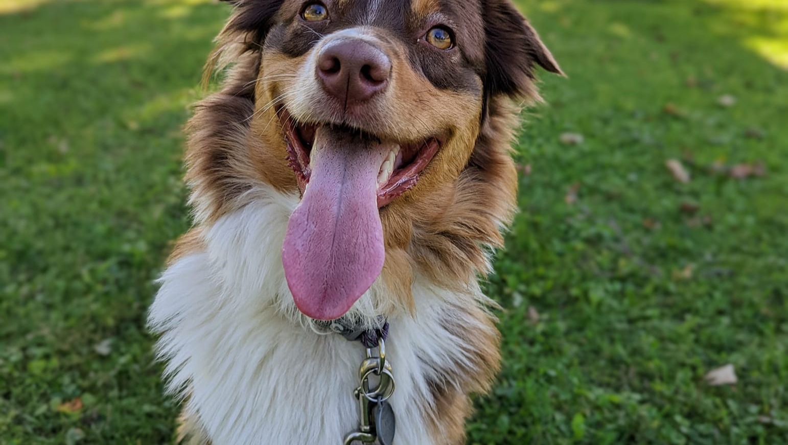 Fundraiser by Charlie Doucet : Pour ma p'tite Nessie...