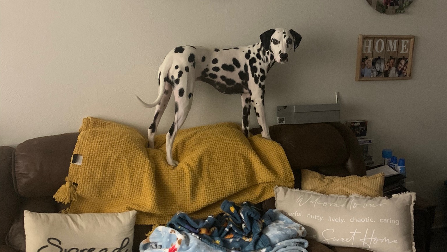 Fundraiser by Ryan Cottrell : Zuko against cancer