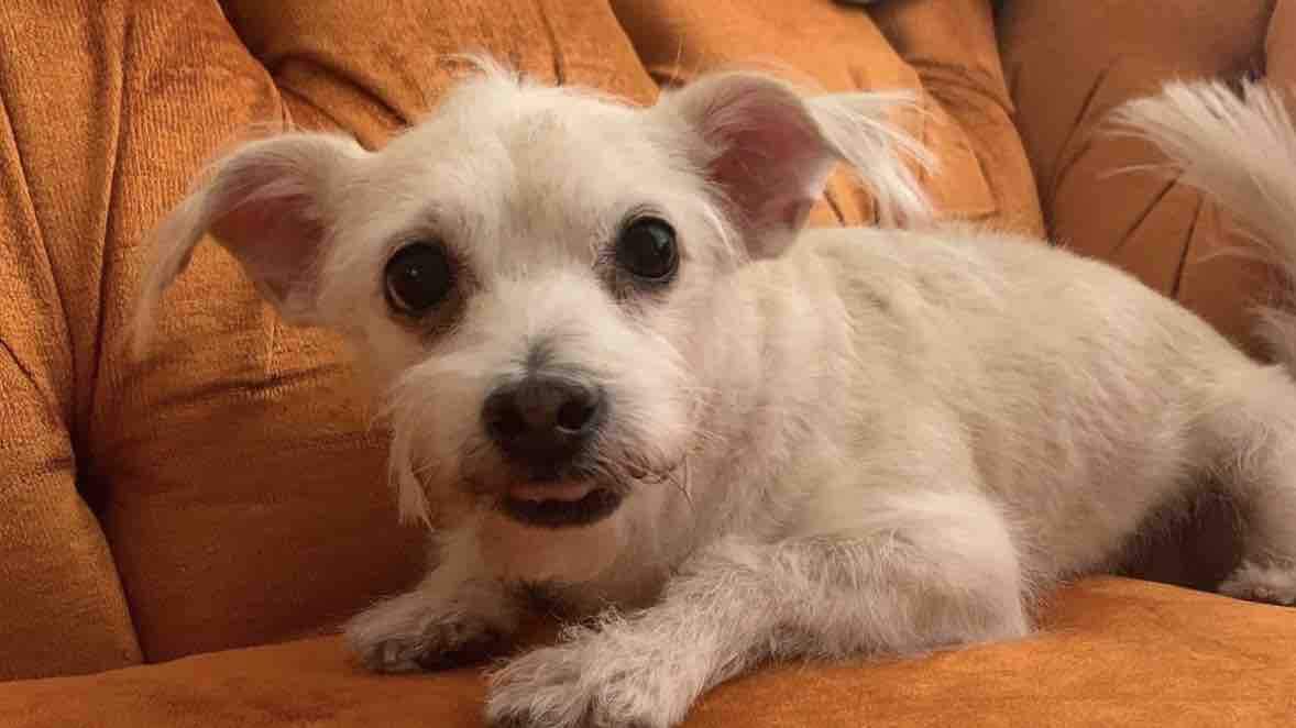 Fundraiser by Jim Anderson : Jawn Snow Emergency Surgery