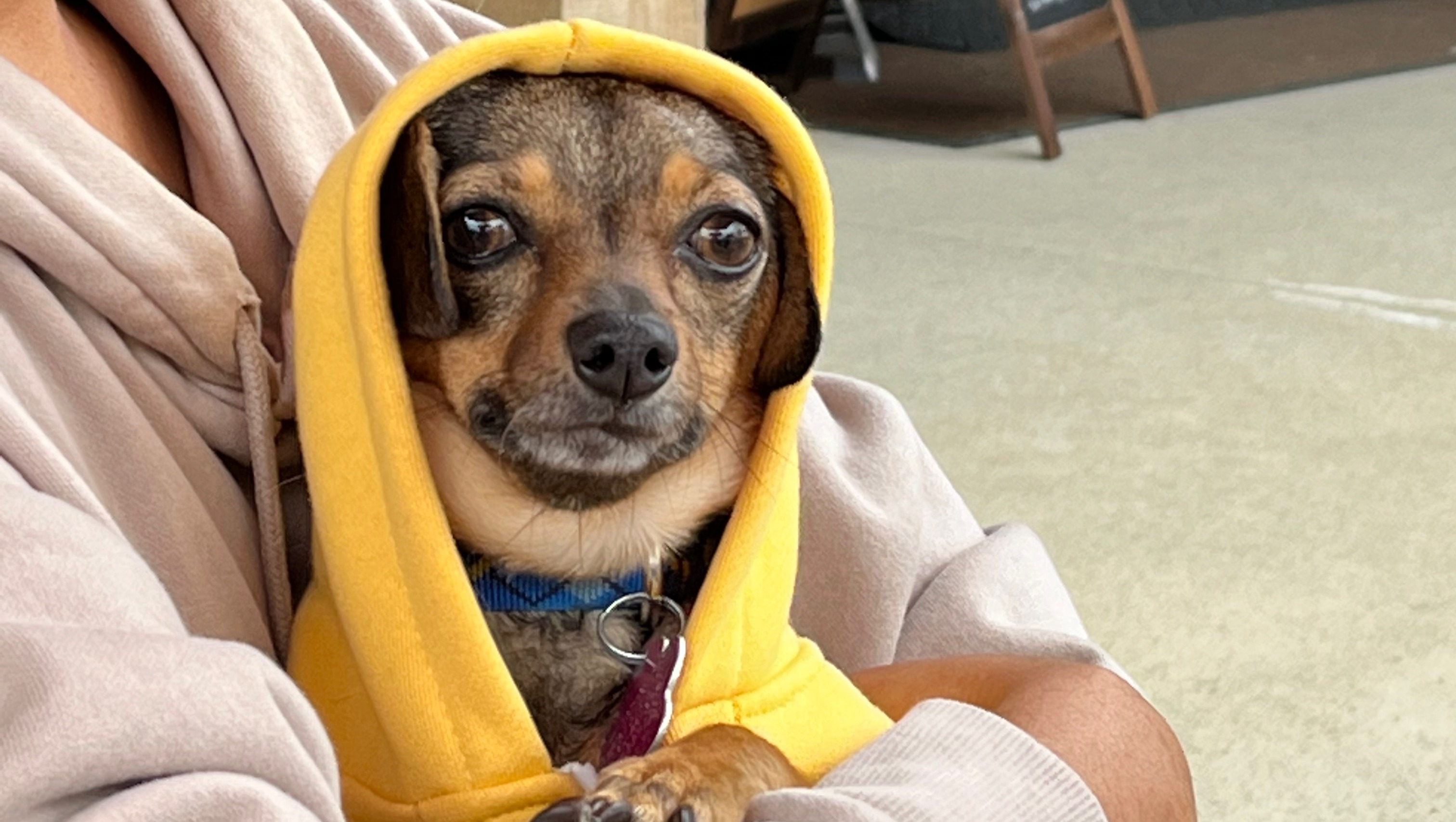 Fundraiser for Ricky Sutherland by Mackenzie Wyllie : Lola, the queen ...