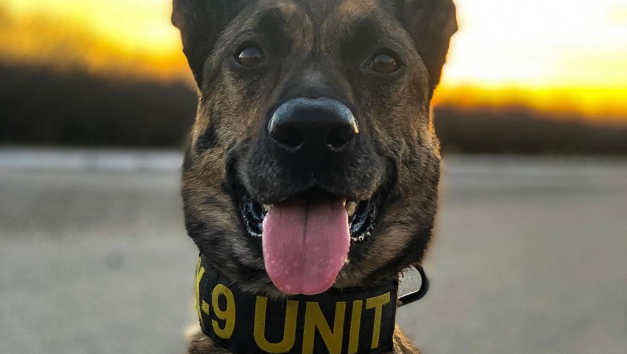 Fundraiser by Rebecca Bean : K9 Kona’s Vet Bills