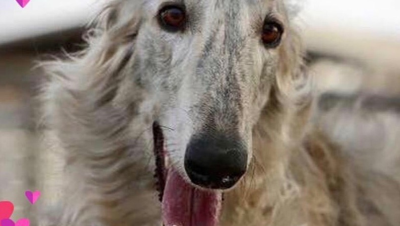 Fundraiser for Elaine Kilmer by Sherry O'Connor : Asher Dasher needs a ...