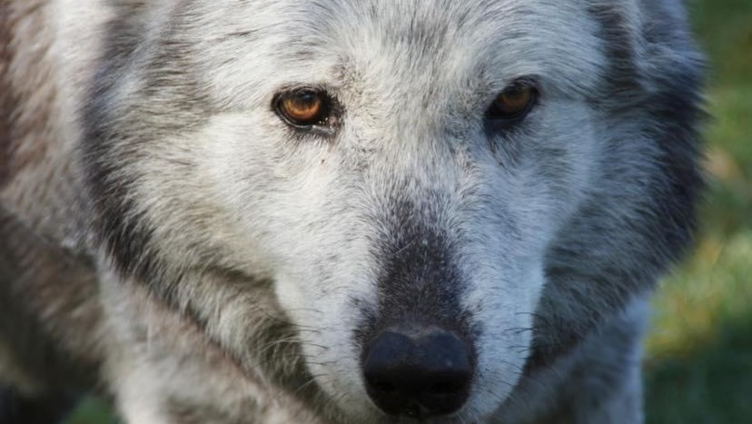 Fundraiser by Rainah Runty : Animal Enclosure Improvements!