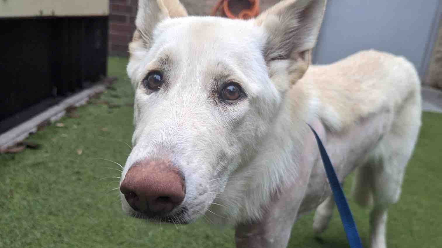 Fundraiser by Dina (Missy) Connor : Help with Macy’s Mega-Esophagus surgery