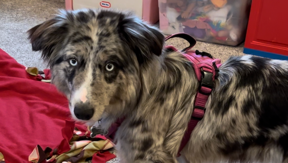 Fundraiser by Jill Goldstein : SILVEY IS WORKING HARD ON HEALING