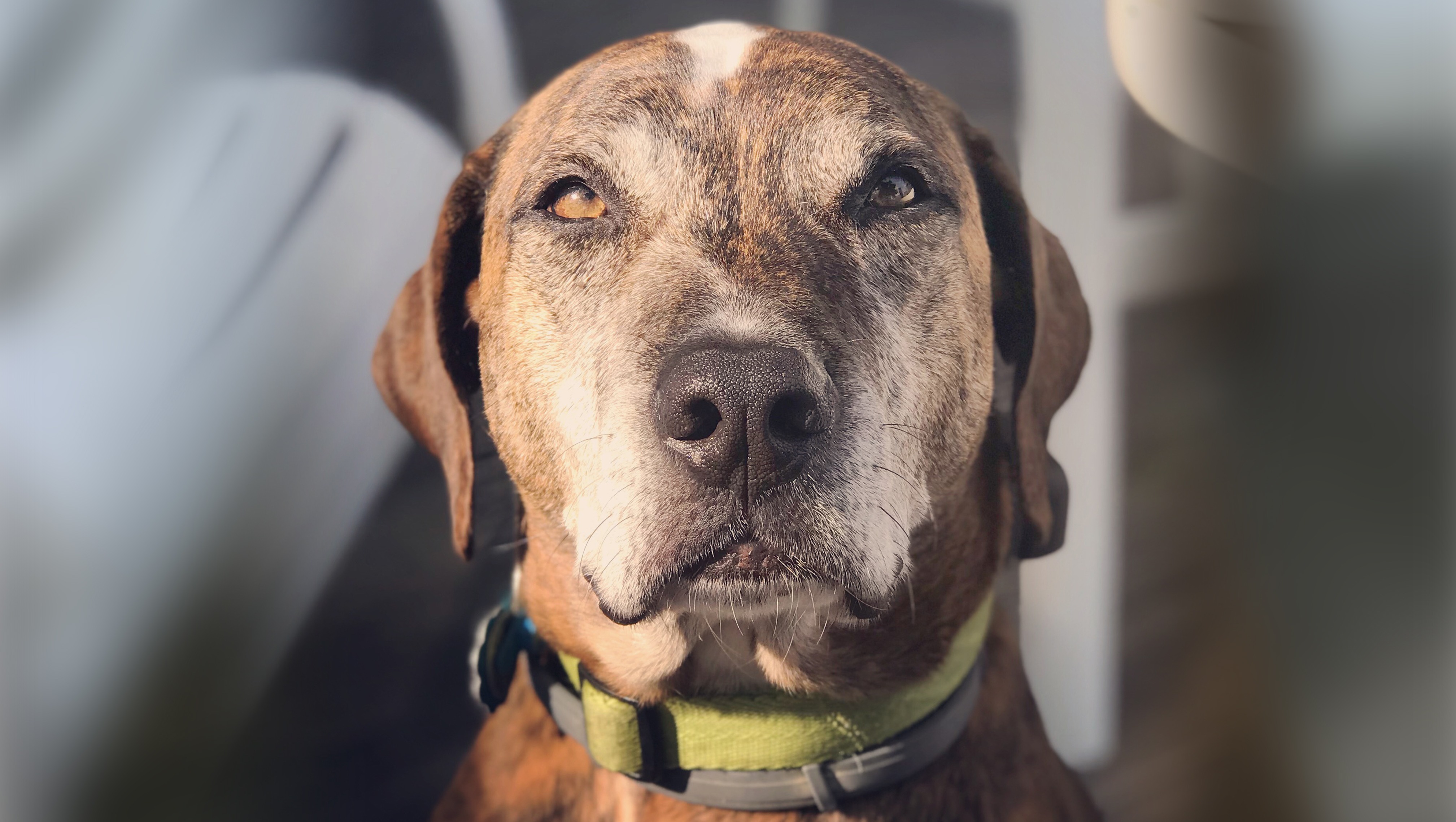 Fundraiser for Alyssa Morley by Elizabeth Morley : Help Hank Beat ...