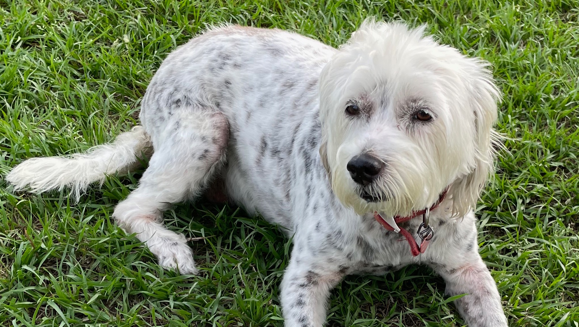 Fundraiser by Mary Jane Robitaille : Give Gemze a Leg Up