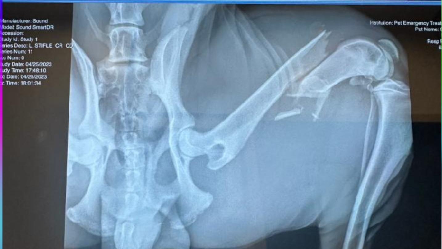 Fundraiser by Mike Schmidt : Surgery for Moose