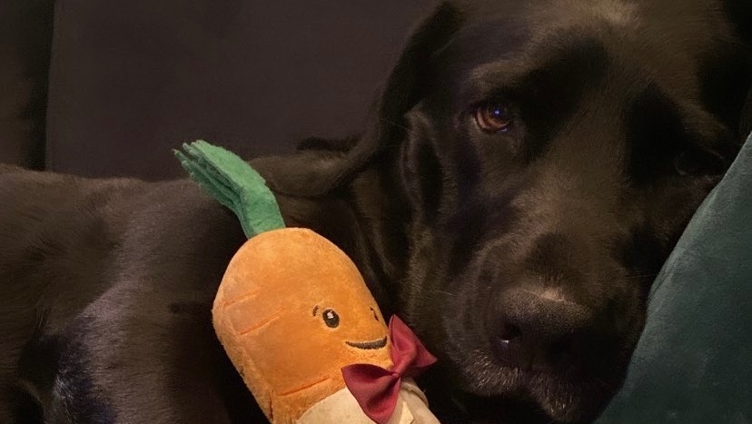 Fundraiser by Eleanor Strang : Pluto come home