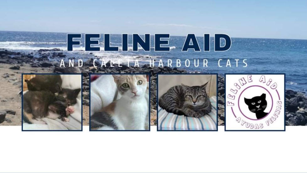 Fundraiser by Suzanna Duguid : Feline Aid and Caleta Harbour Cats