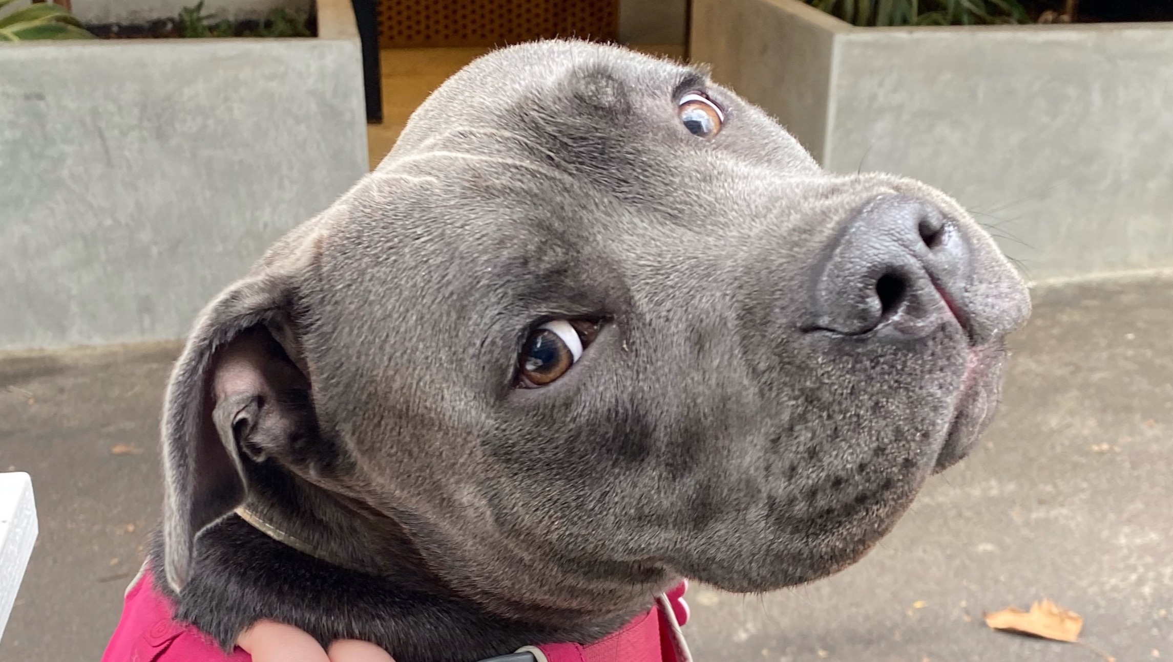 Fundraiser by Madison Hookway : Save Sargie's Legs