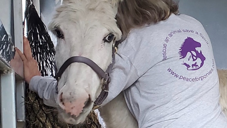 Fundraiser by PEACE FOR ALL ANIMALS, INC. : Help us save our Farm