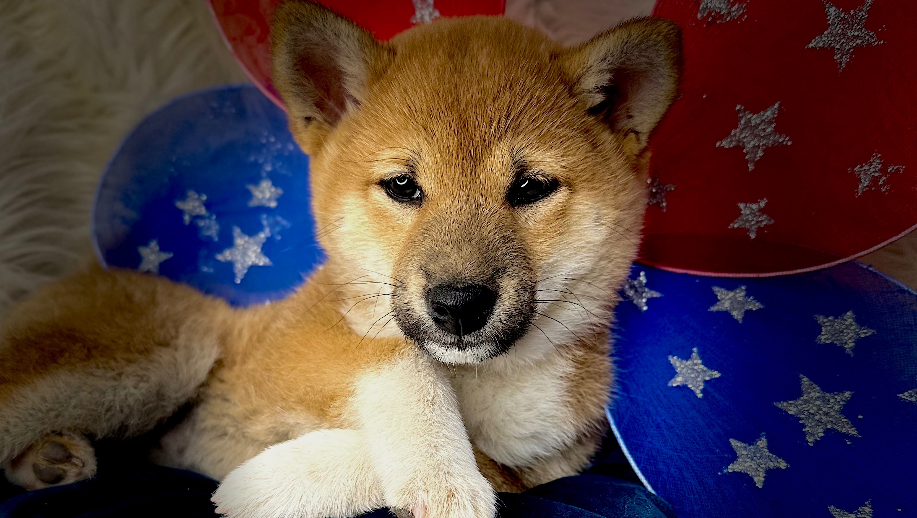 Fundraiser by Jodi Loosle : Support Saki's Fight for Mobility