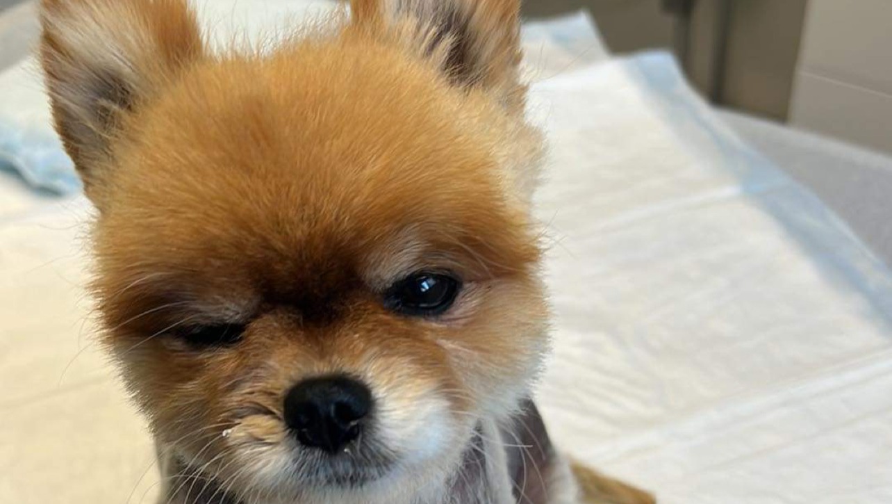 Fundraiser by Marcus Nagy : Help Nala with Her Uterine Inflammation Surgery