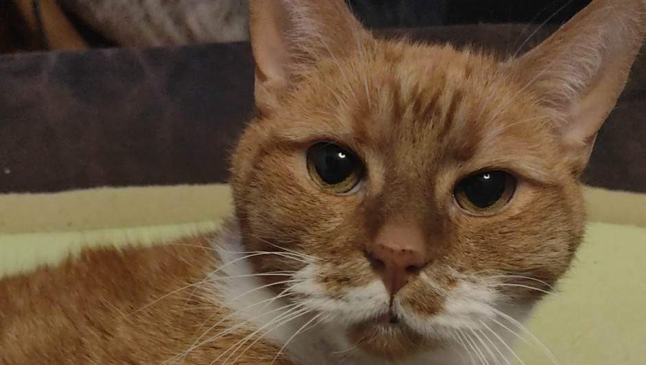 Fundraiser by Wiktoria Malinowska : Getting Max through FeLV