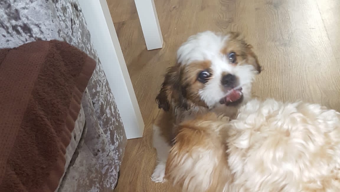 Fundraiser for JEANETTE BALL by Nathan Lang : Lifesaving operation for Ted