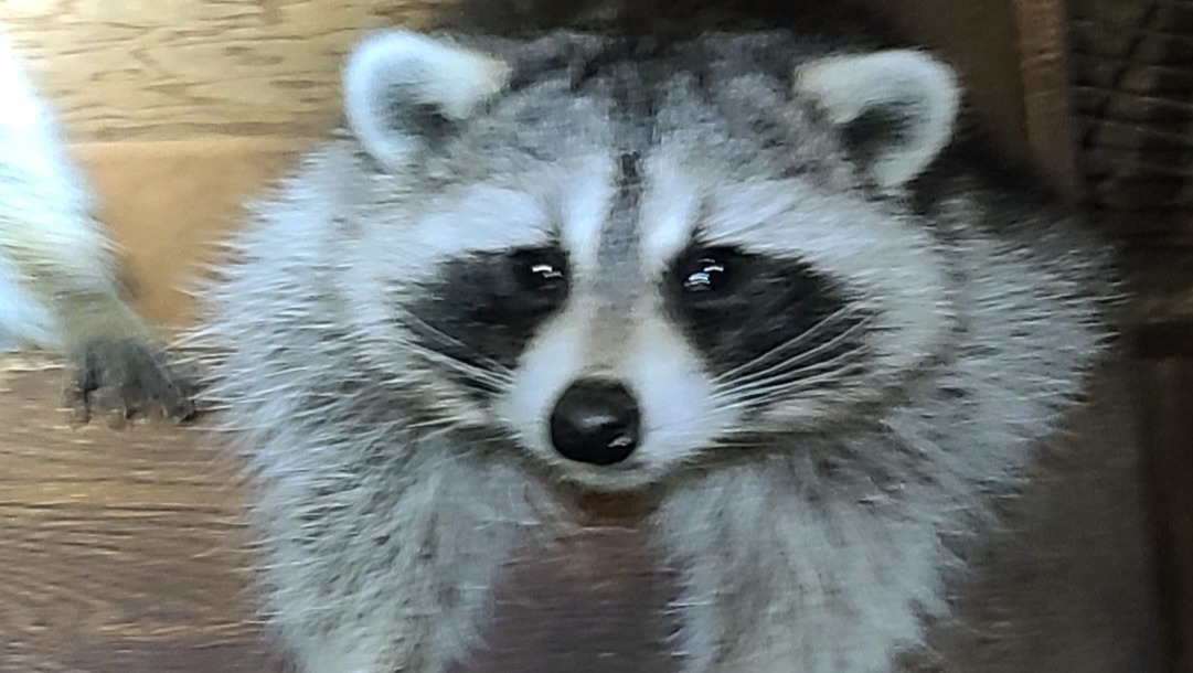 Fundraiser by Eunice Thomas Demond : Rebuild of the rescue