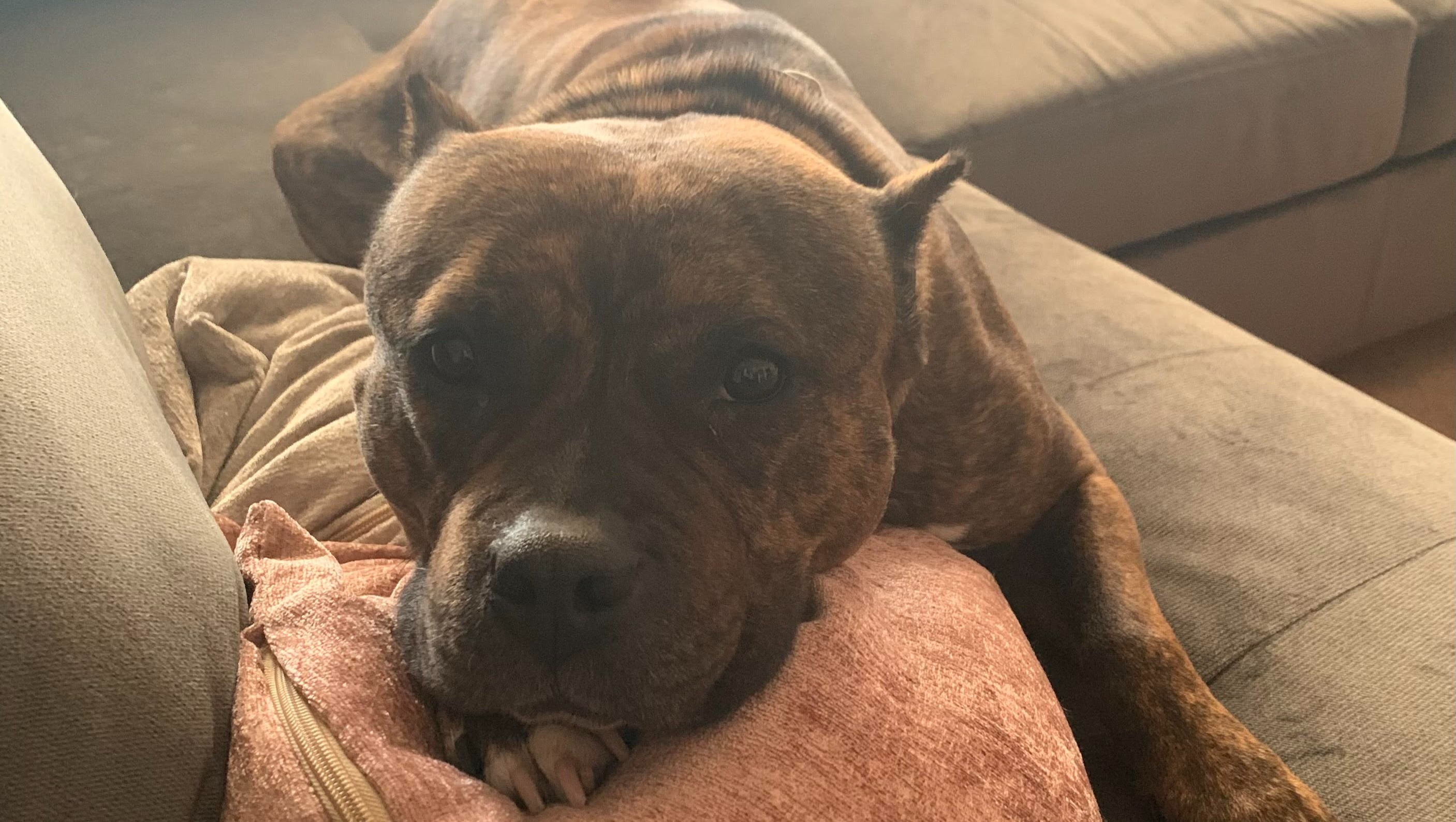 Fundraiser for Allison Chontos by Bev Holt : Buffy's Battle