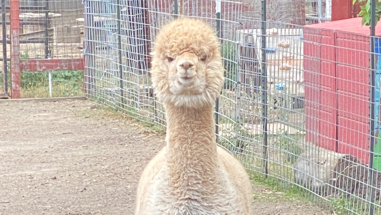 Fundraiser by Kohar Scott : Max the Alpaca Leg Brace Fundraising