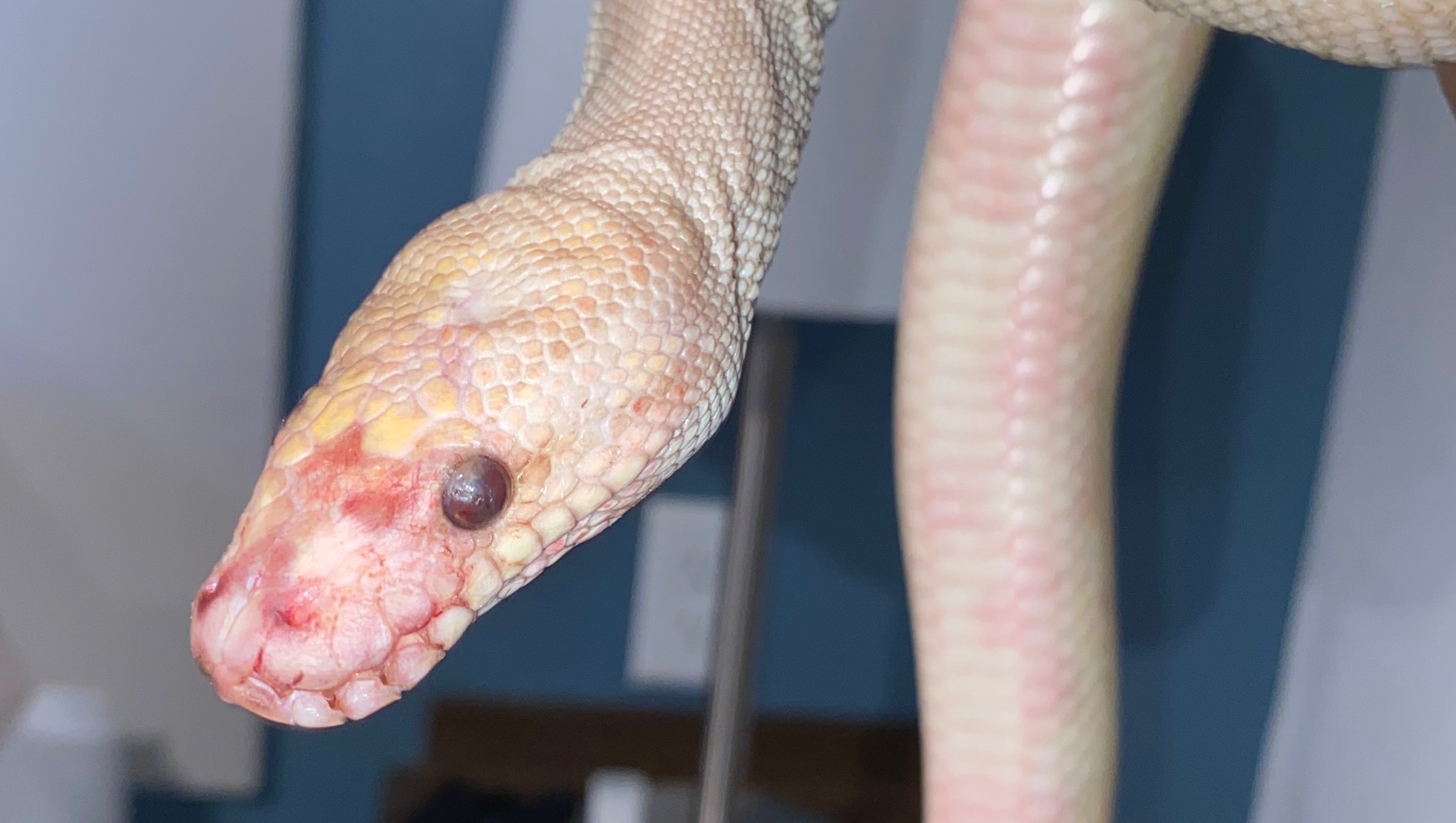 Fundraiser by Kaitlin Wilke : Raising funds for my snakes vet bills