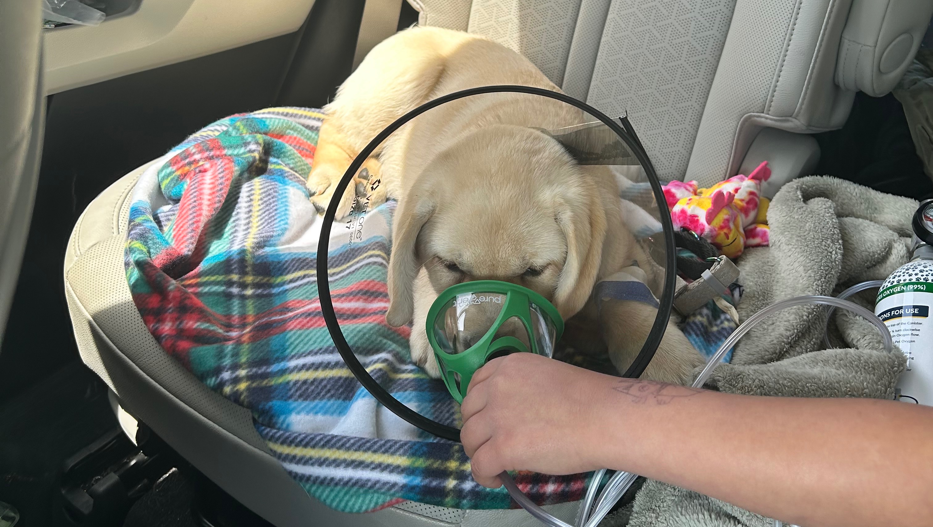 Fundraiser by Omar Brooks : Aid Maya's Recovery for a Veteran's Future