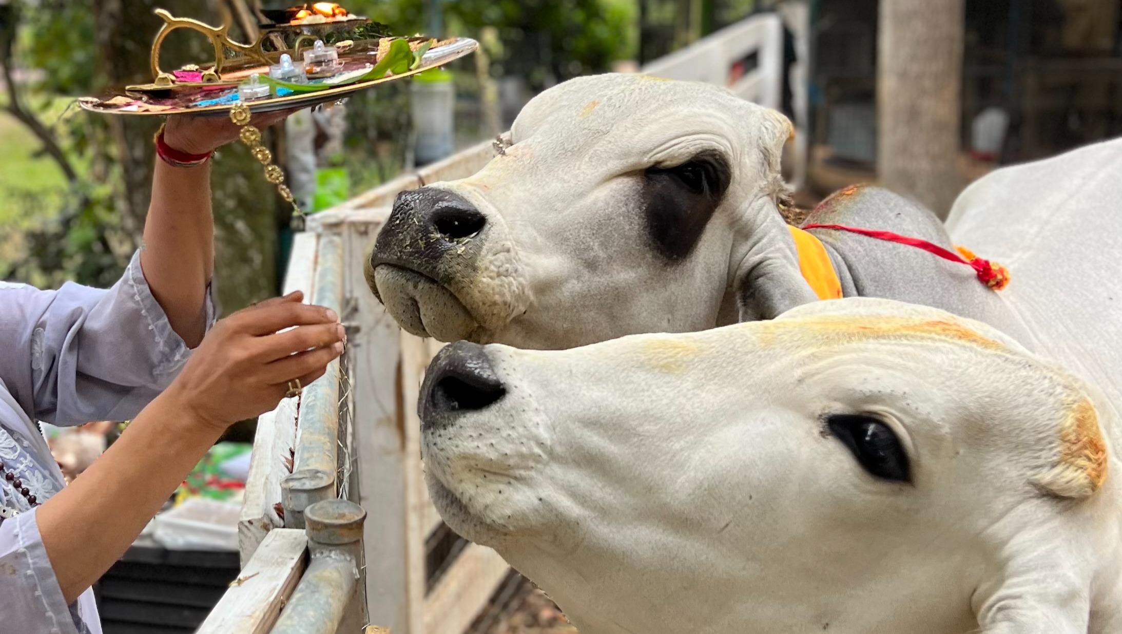 Fundraiser by Sharon Kapp : Support Our Beautiful Cows: A Call for ...